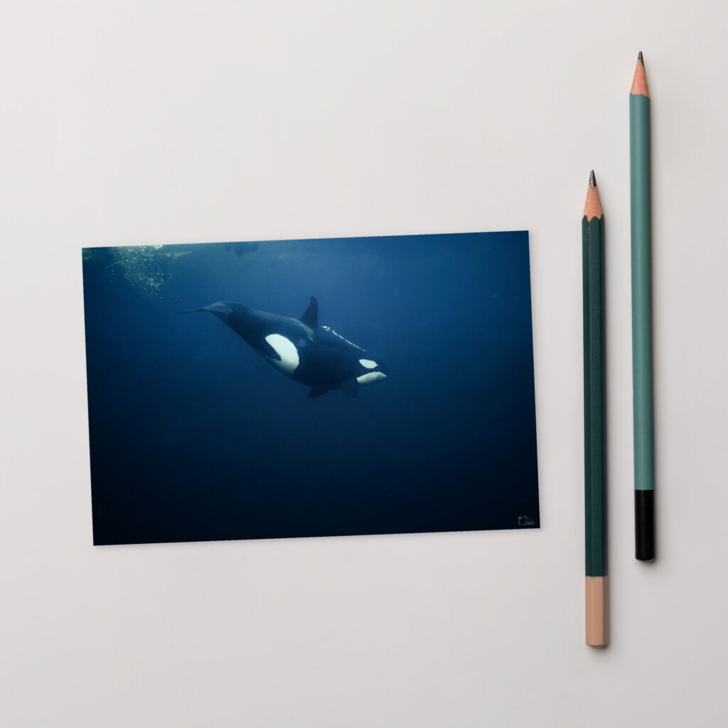 Orca Postcard - Wild-Encounters Underwater - Wild Water-