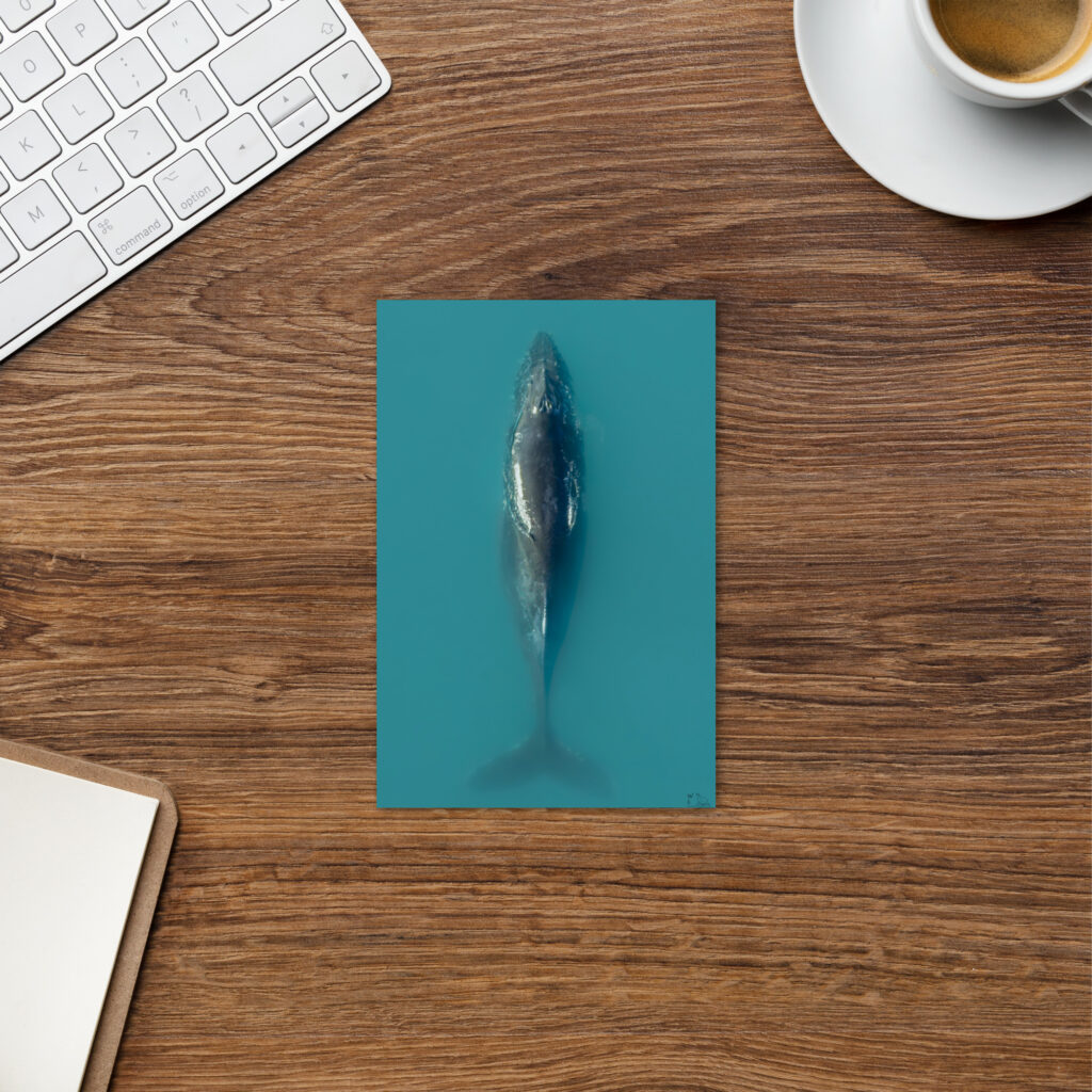 Humpback Whale Postcard - Wild-Encounters - Wild Water