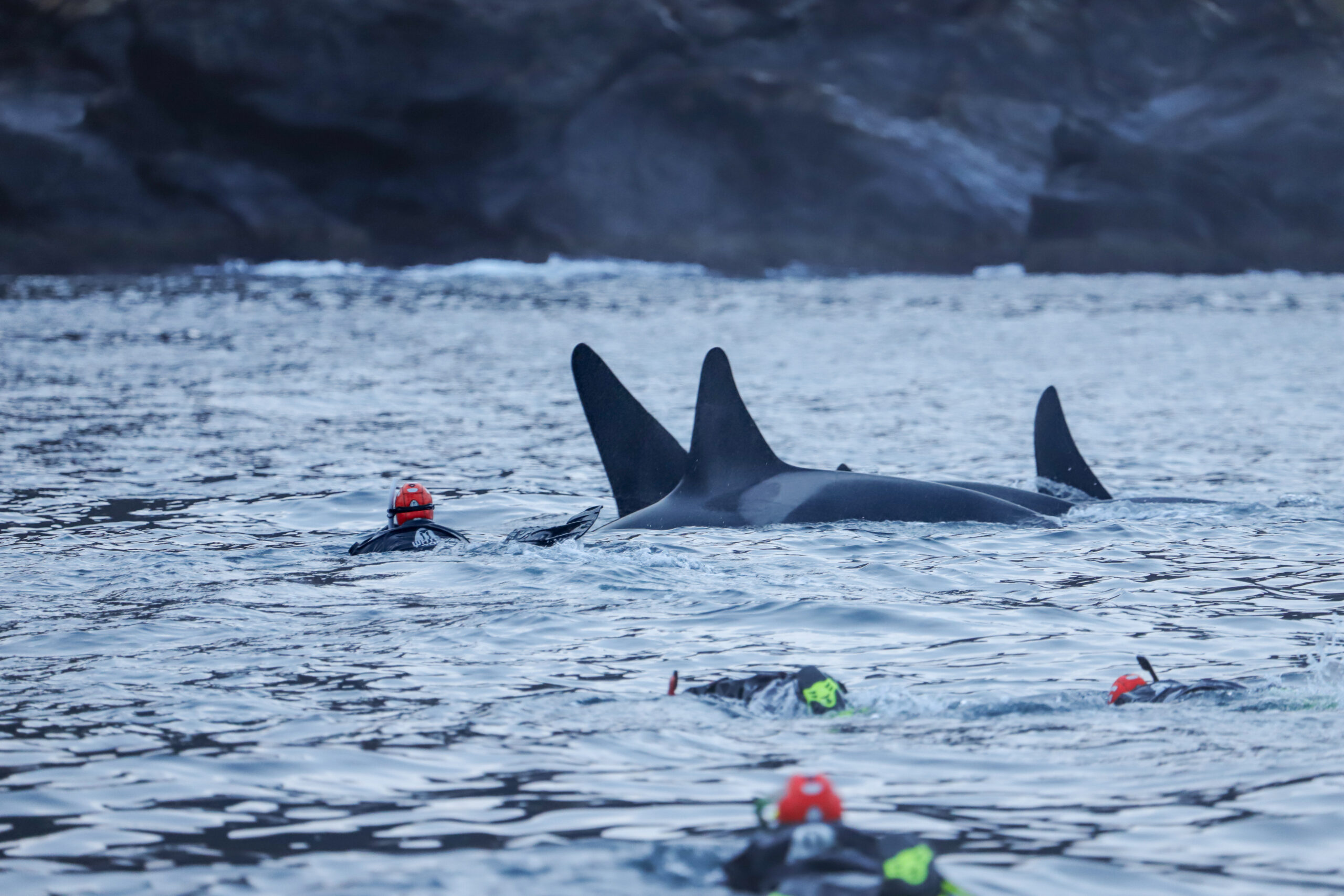 Blog - Wild-Encounters