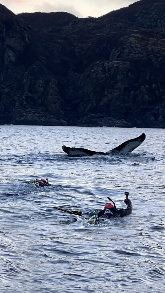 Winter Whales of Norway - Wild-Encounters-Snorkeling with Orca's