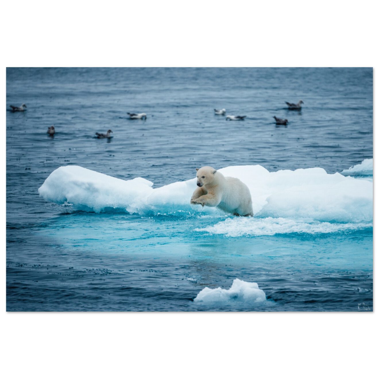 Monarch Butterfly Art Trilogy - Wild-Encounters-Photo Prints-