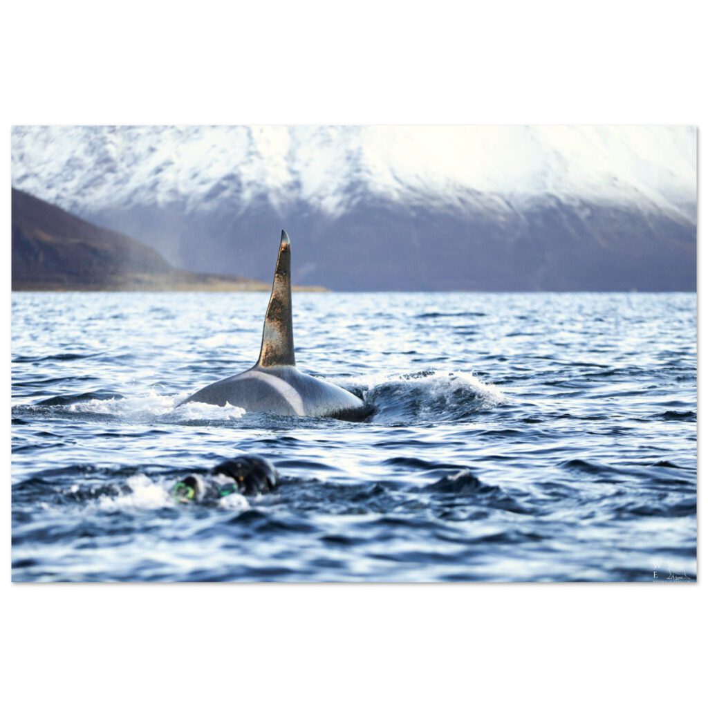 Snorkling with Orca - Wild-Encounters
